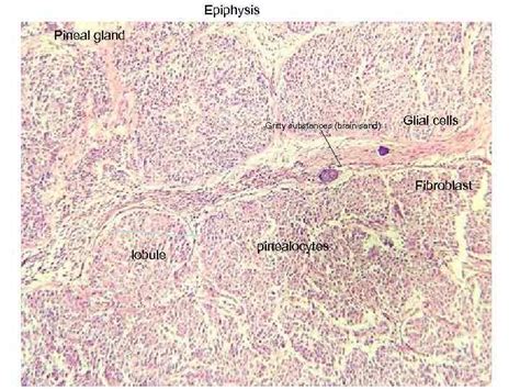 Hypothalamus Nuclei Glial Cells Pituitary Gland Pars
