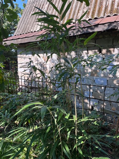 Бамбук саджанці морозостійкий 2х видів від 70 см живий паркан: 250 грн ...