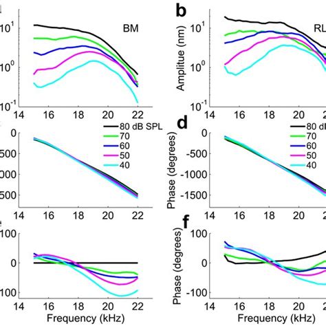 Vibration Of The Basilar Membrane Bm Panel A And Reticular Lamina