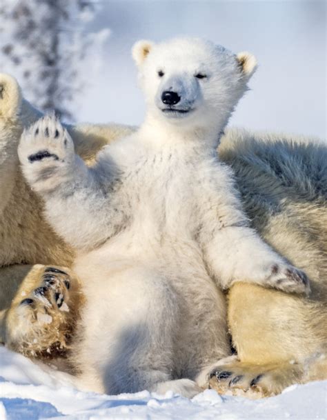 Reacția unui urs polar când vede un fotograf Imaginile surprinse cu