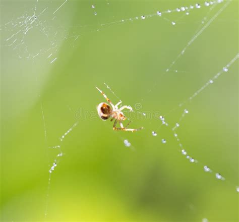 Spider Web With Water Drops Stock Image Image Of Halloween Element 100387281