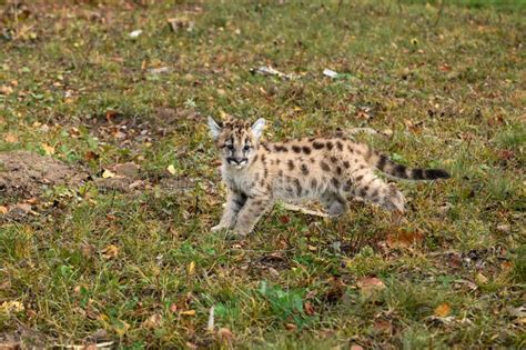Cougar Kitten Puma Concolor Stops And Looks Right On Ground Autumn