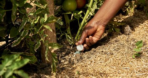 Why Do Plants Need Fertilizers Yara International