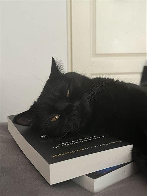 40 Wholesome Pics Of Black Cats To Show They Have Nothing To Do With