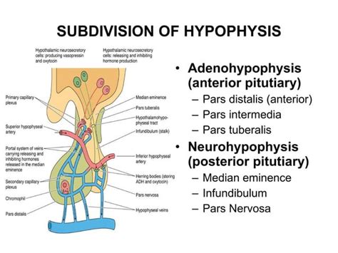 Histologic Structure Of Endocrine System Ppt Thyroid Disorders Endocrine And Metabolic