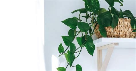 The Seven Impossible To Kill Houseplants That Are Perfect For