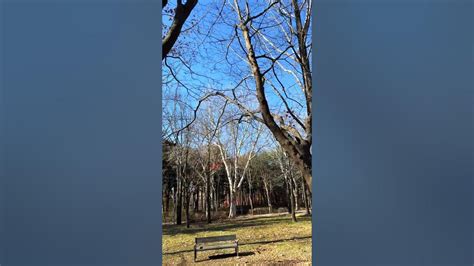 파란 하늘과 겨울나무 이찬원 나와함께가시렵니까 힐링 파란하늘 산책 공원 겨울 Youtube