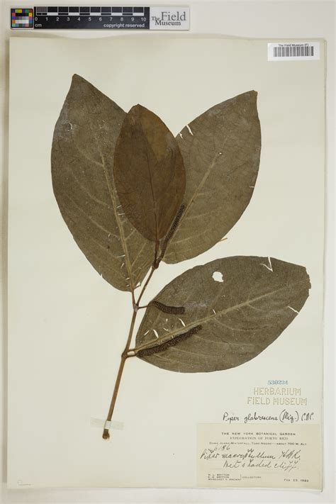 N L Britton Et Al Botanical Collections