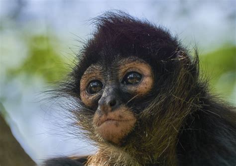 Megzavarták A Cuki Majmok Az Esküvői Fotózást Imádni Való Felvétel Készült Az Esetről Terasz