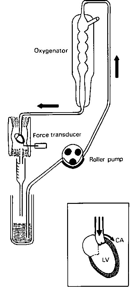 Figure 1 From Experimental Models Of Myocardial Ischaemia Semantic Scholar