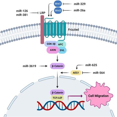 Role Of Mirnas In Thyroid Tumor Cell Migration By Regulation Of Tgfβ