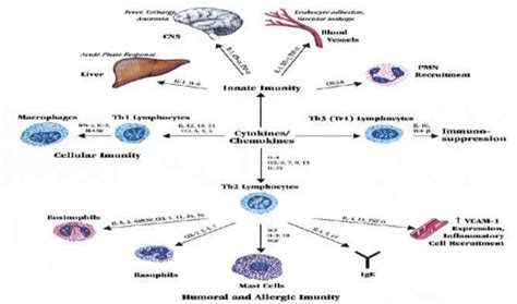 The Action Of Cytokinase And Chemiokinase Chemokine And Cytokines