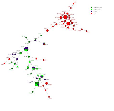 minimum spanning tree of c jejuni isolates isolates are labeled