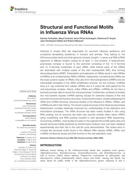 Pdf Structural And Functional Motifs In Influenza Virus Rnas