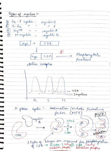 Solution Role Of Cyclins And Cyclin Dependent Kinases Studypool