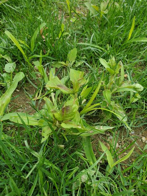 Weed Identification Rlawncare