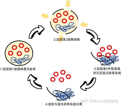 实验室常用的质粒的提取方法 知乎