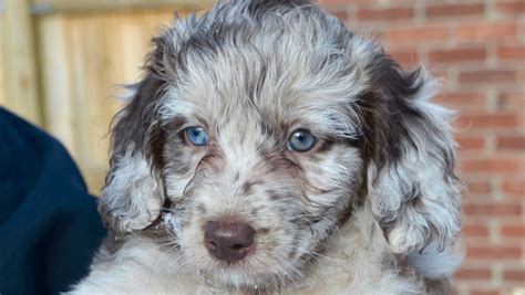 Cuáles son las cinco razas de perros de diseño más tiernas