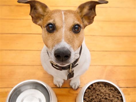 Por Dentro Familia Y Crianza Los Perros Son Lo Que Comen