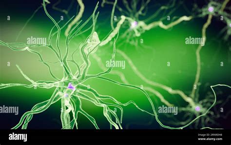 Human Nerve Cell Illustration Stock Photo Alamy