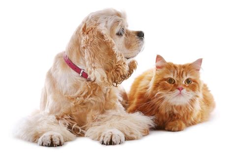 El Cocker Spaniel Americano Y El Gato Rojo Juntos Aislados En Blanco Foto Premium