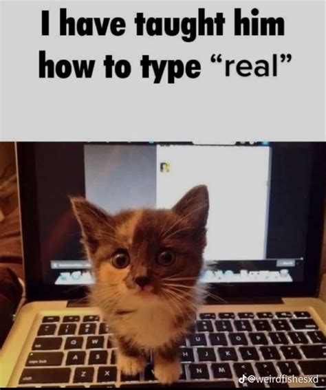 Discover 160 The Eepy And Silly Cats Pictures Ideas Silly Cats Cat