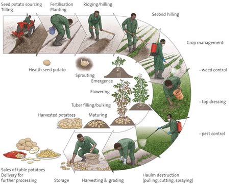 Launch Of The Potato Signals Practical Guide To Successful Potato Cultivation Kenia