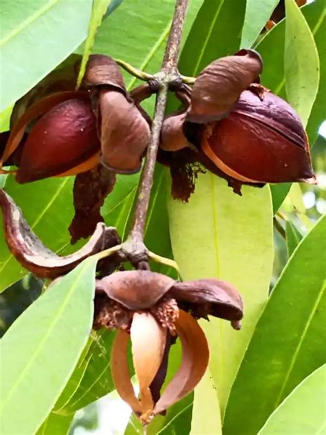 Mesua Ferrea Churuli Nagakesaram Nangu Ironwood ചുരുളി നാഗകേസരം