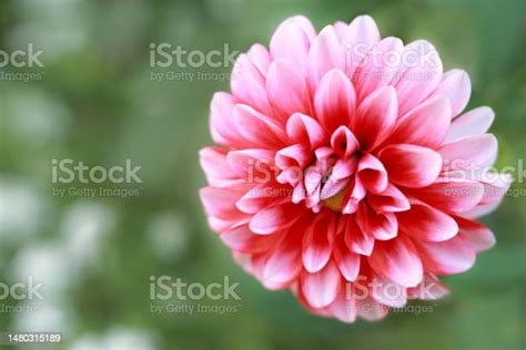 녹색 자연 배경에 분홍색 달리아 꽃 녹색 단풍에 꽃이 만발한 달리아 자연 환경에서 활기찬 분홍색 꽃입니다 달리아 꽃과 정원 장식입니다 아름다운 꽃 구성 0명에 대한 스톡