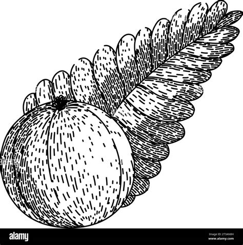 Berry Amla Sketch Hand Drawn Vector Stock Vector Image And Art Alamy