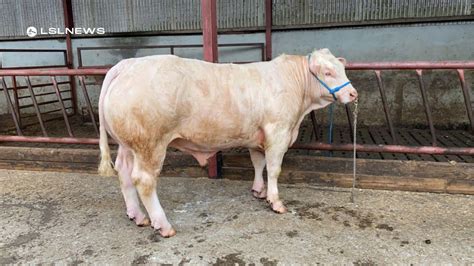 Charolais Bulls And Heifers Steal The Spotlight At Tullamore Mart Show