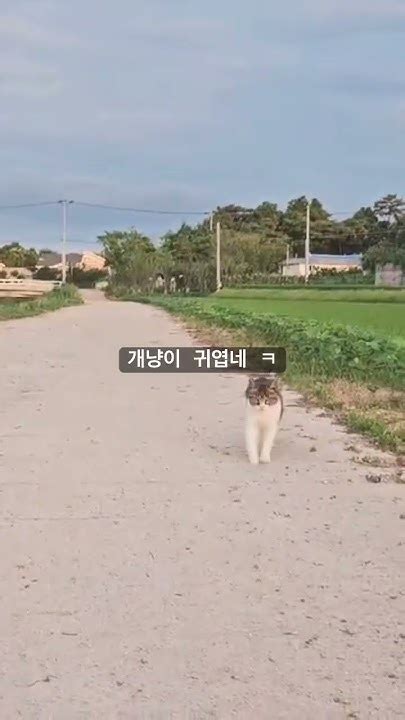 후추 고양이 개냥이 후추 고양이 귀엽네 뛰는거뭔데 Youtube