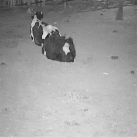 Cow Detection Object Detection Dataset And Pre Trained Model By Cows 1