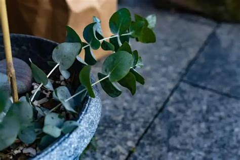 increíbles beneficios del té de hoja de higo que no conocías Benefipedia