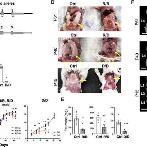 Generation And Gross Phenotype Of Tomm7 Mutant Mice A Edited Alleles