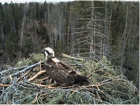 Kalakotkas Livecam (Seite 43) - Allmystery