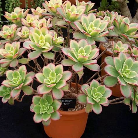 Aeonium Etsy