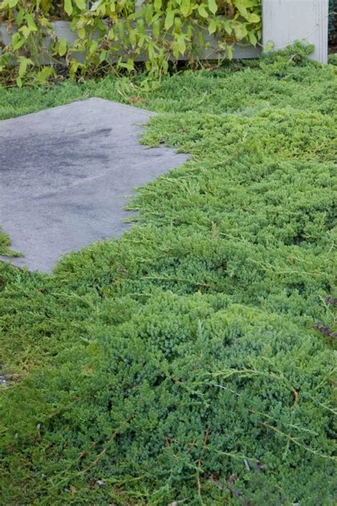Dwarf Japgarden Juniper Pahls Market Apple Valley Mn