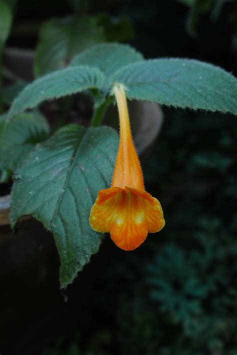 长筒漏斗苣苔raphiocarpus Macrosiphon 花卉图片网