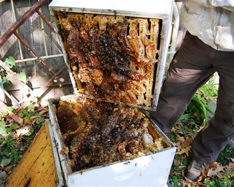 The Peace Bee Farmer The Brood Nest