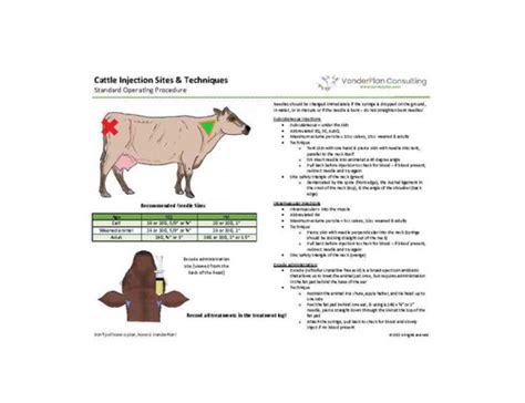 Cattle Injection Sites Sop Vanderplan