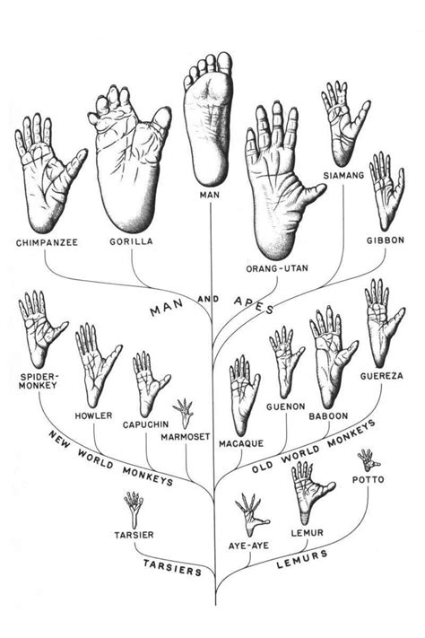 Feet Of Man And Apes Rprimatology