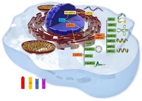 Frontiers The Role Of Noncoding Rnas In Cancer Lipid Metabolism