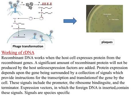 Introduction To Recombination Dna Technology Pptx
