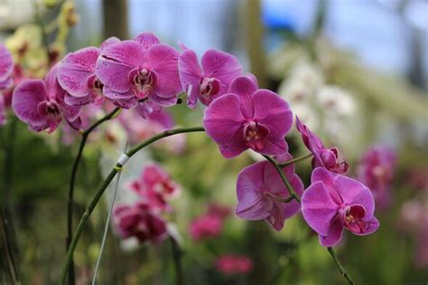 How To Keep Orchids Blooming Constantly With One Kitchen Scrap Item