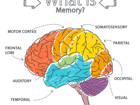 Aqa A Level Psychology Memory Stm And Ltm Teaching Resources