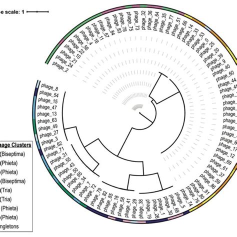 Phylogenetic Tree Of The Terminase Large Subunit Amino Acid Sequences