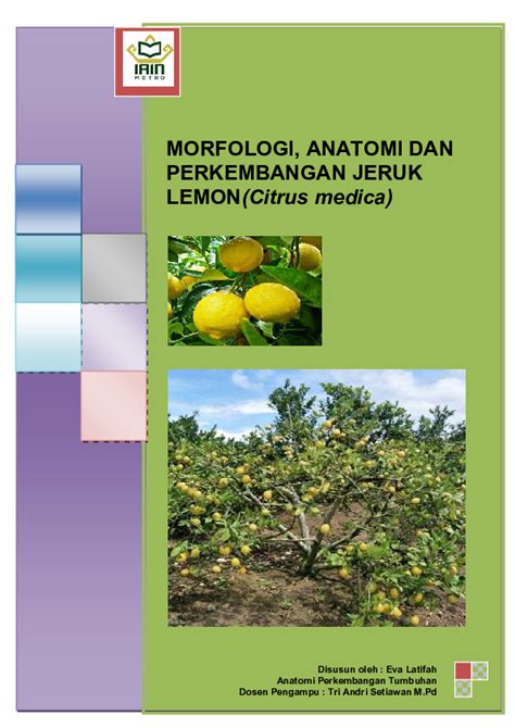 Pdf Morfologi Anatomi Dan Perkembangan Jeruk Lemon Citrus Medica