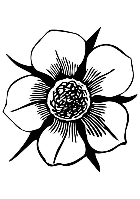 Desenho De Flor Papoula Para Colorir Desenhos Para Colorir E Imprimir