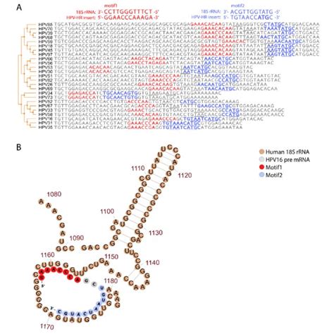 Sequences Complementary To 18s Rrna Sequence In The Hr Hpv Specific
